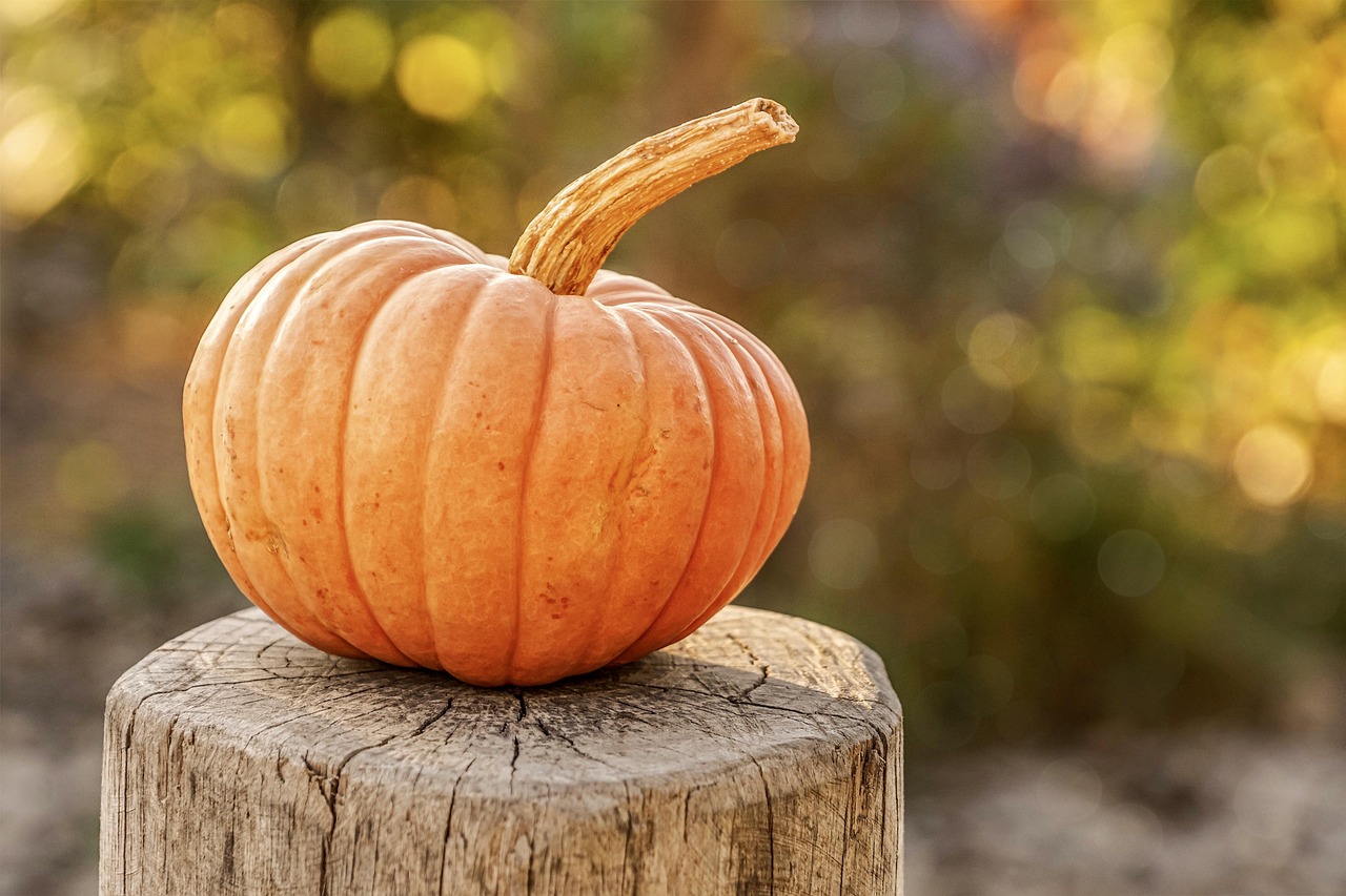 How To Protect Pumpkins From Rotting (4 Best Ways) | WD-40